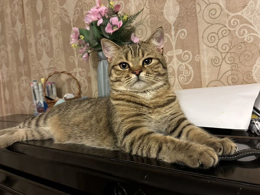 Продам Шотландского прямоухого кота