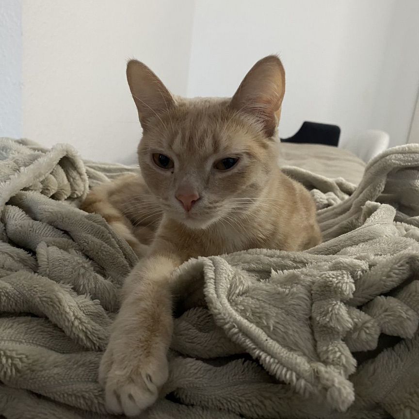Кошечка ласковая