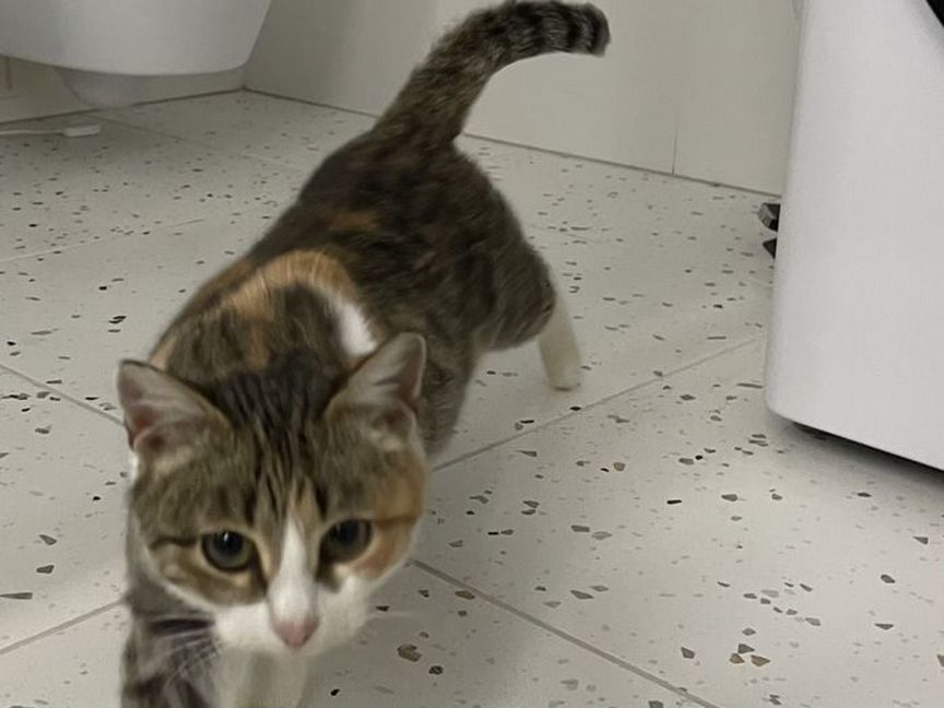 Отдам кота для наглого проживания на диване