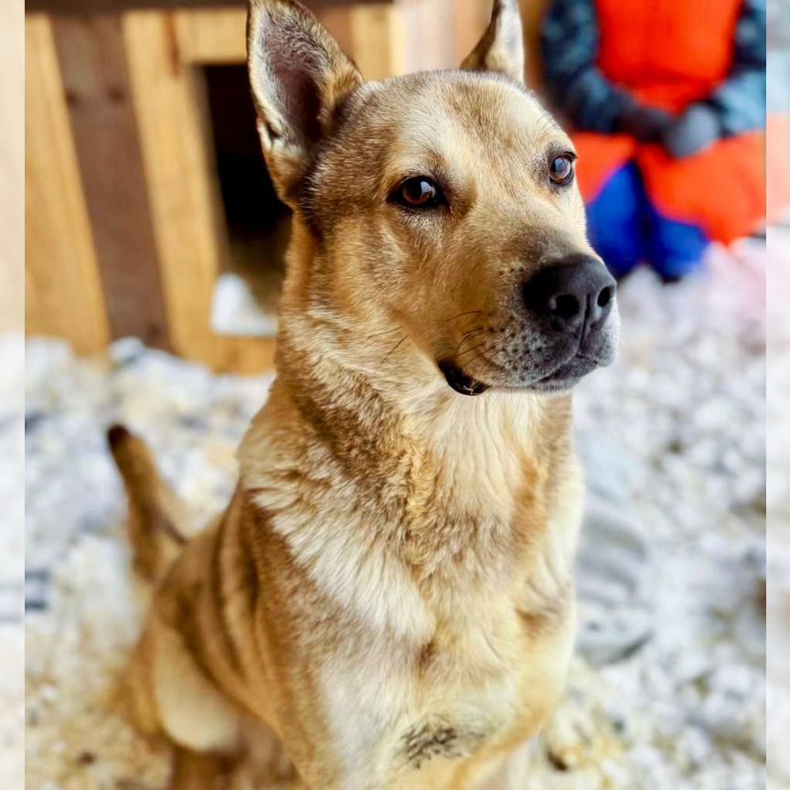 Взрослый пёс в добрые руки