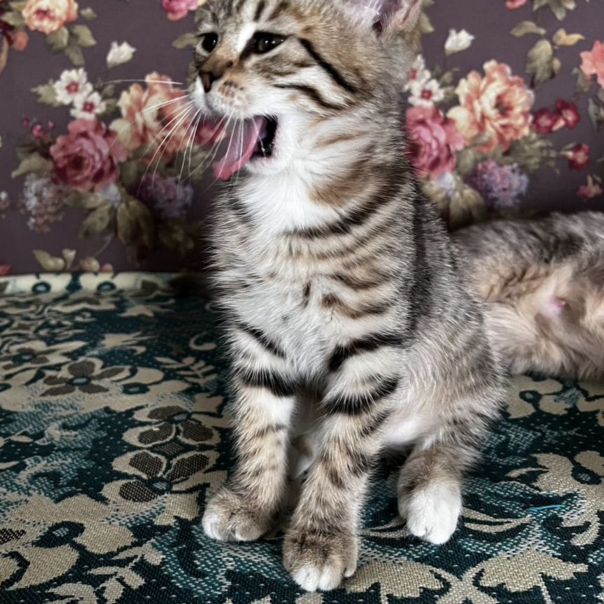 Британский короткошёрстный котёнок