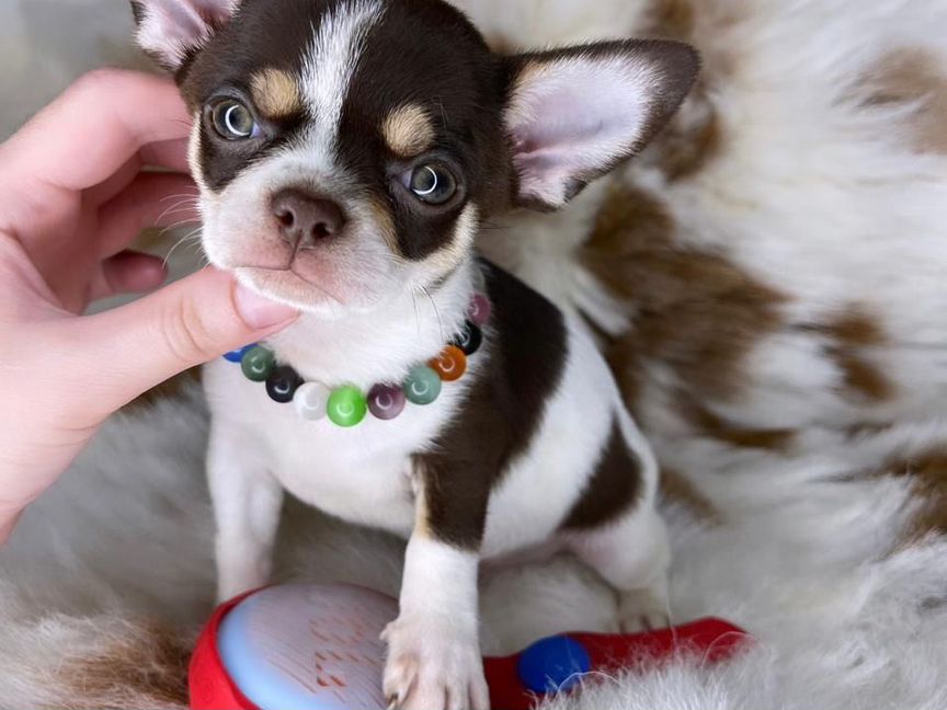 Кукольный Мальчишка Триколор