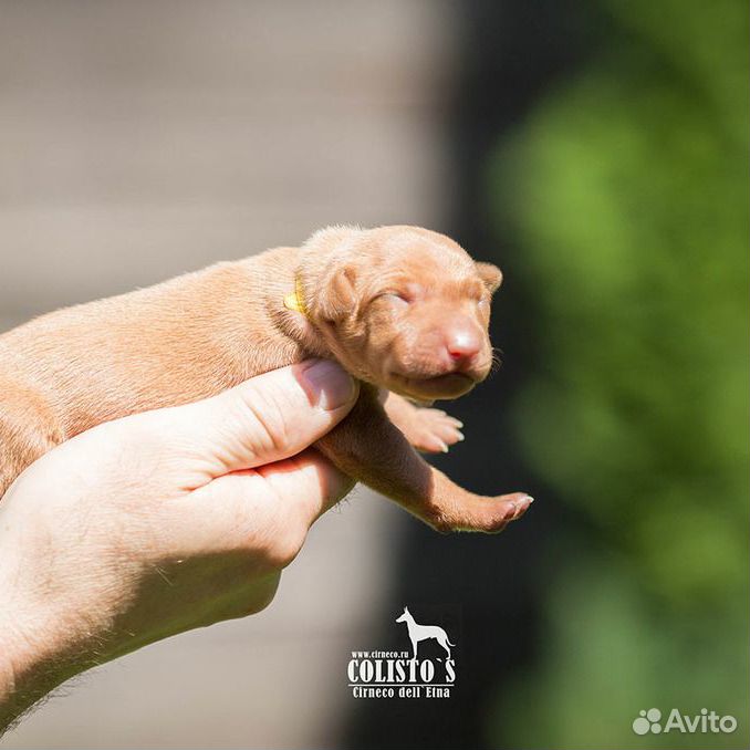 Щенки Чирнеко дель Этна