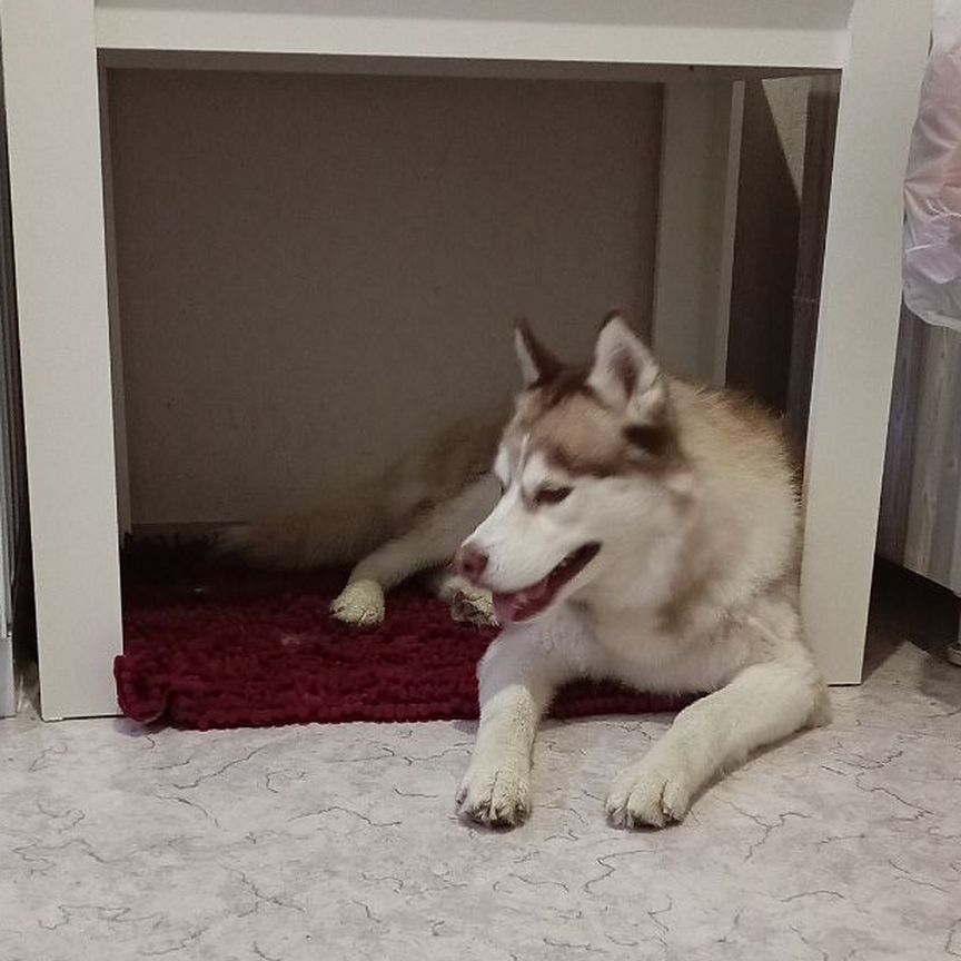 Собаки хаски