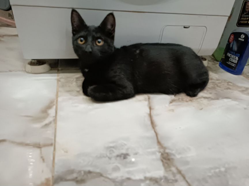 Котенок подросток