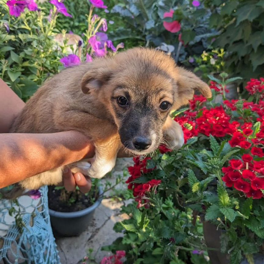 Щенок девочка в добрые руки