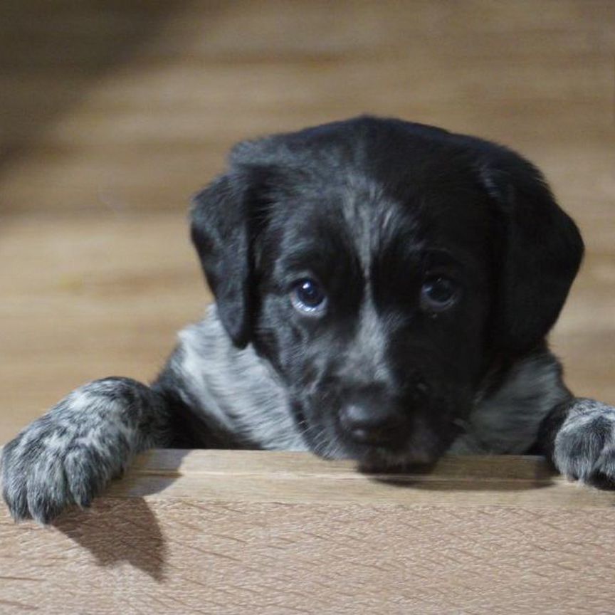 Щенки от мамы Русского Спаниеля