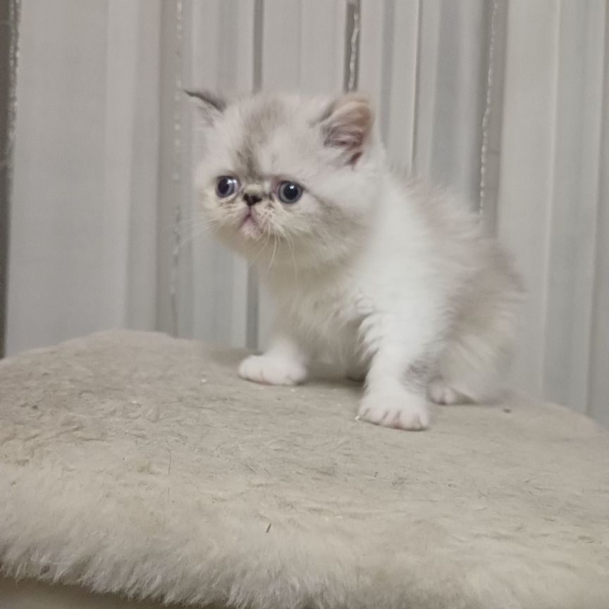 Котята персы