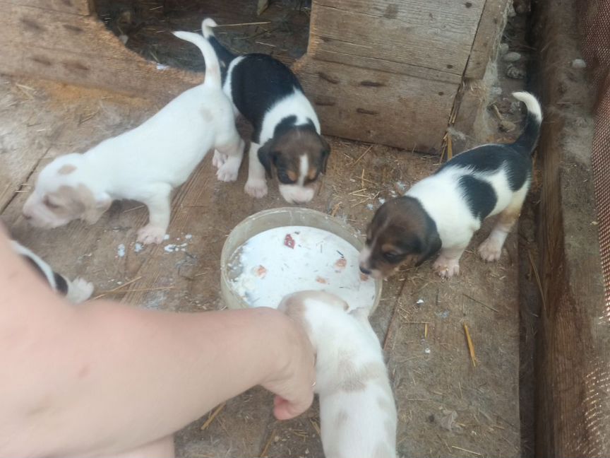 Собаки щенки эстонская гончая