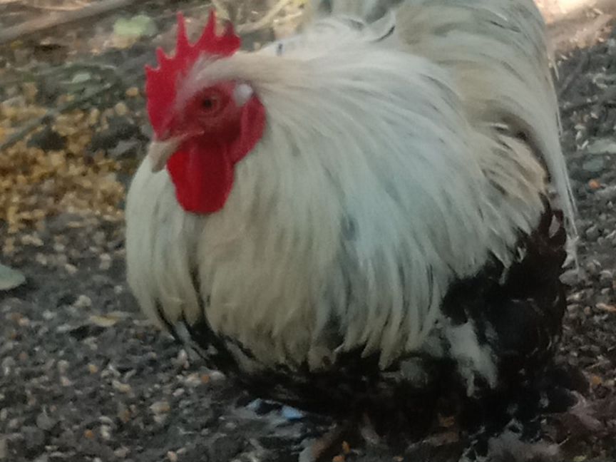 Карликовые кохенхины