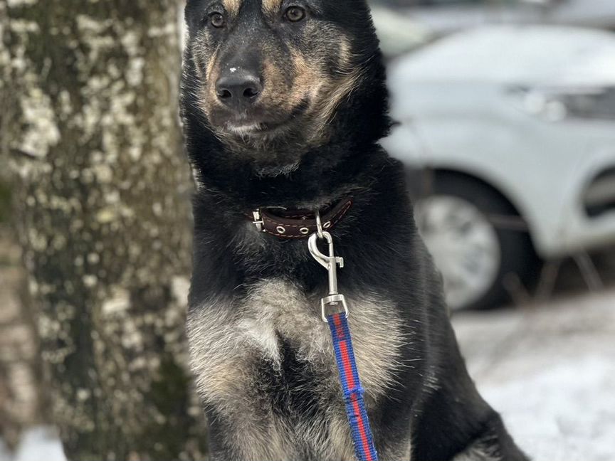 Восточноевропейская овчарка метис