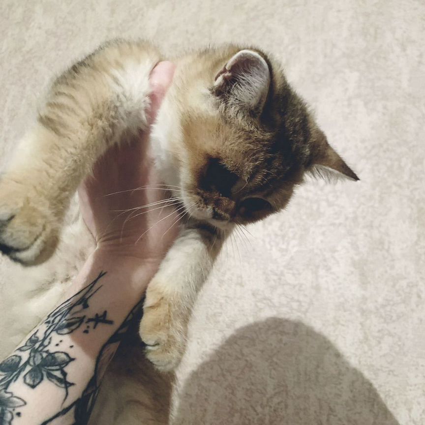 Котенок золотая шиншилла