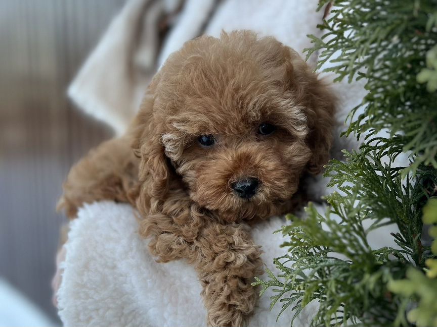 Мальтипу девочка ред braun