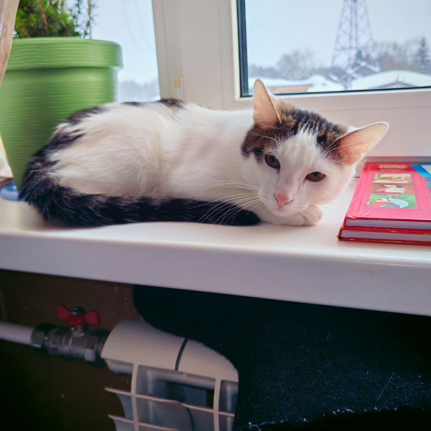 Взрослый кот в добрые руки