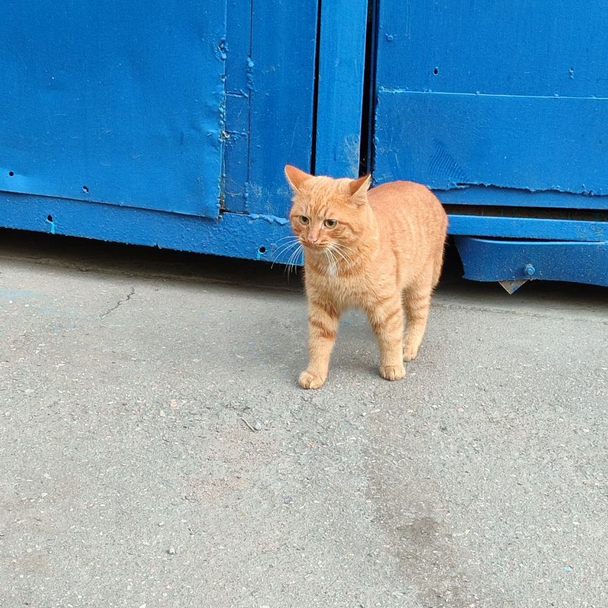 Кот в добрые руки