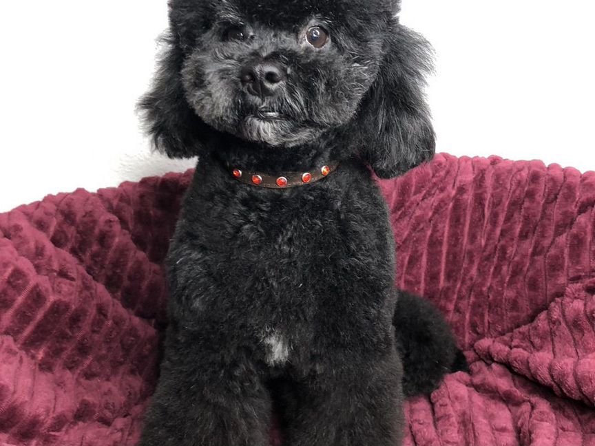 Той-пудель/ мальтипу