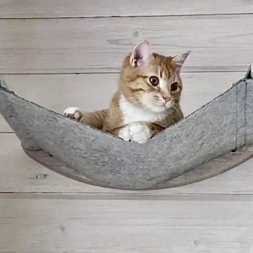 Настенная полка-гамак для кошек