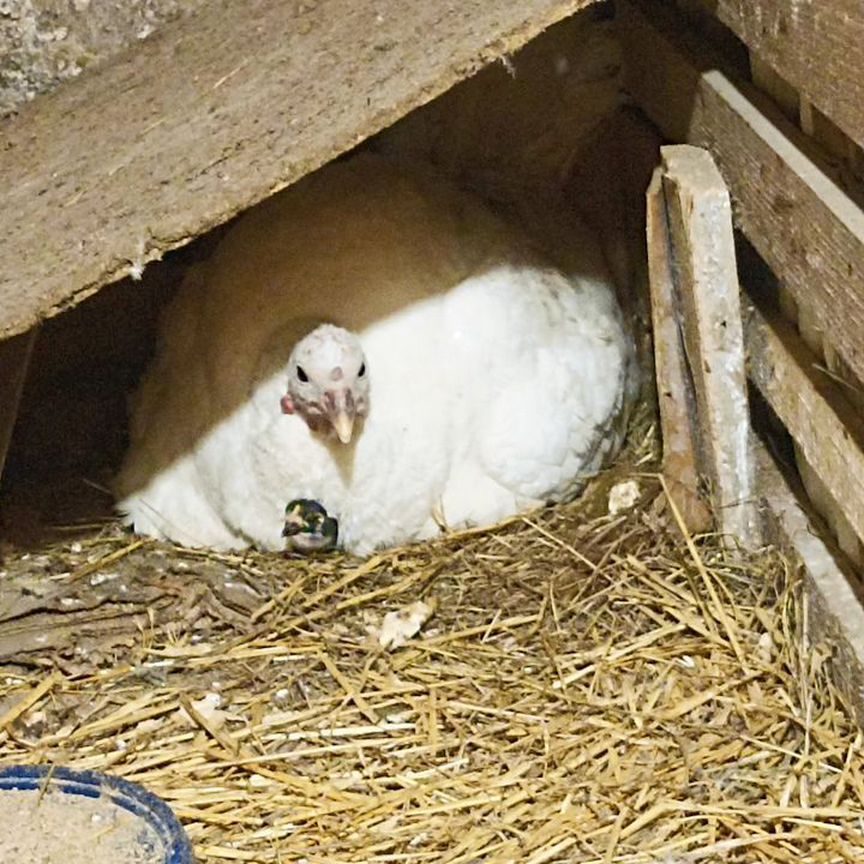 Индюшата с индюшкой