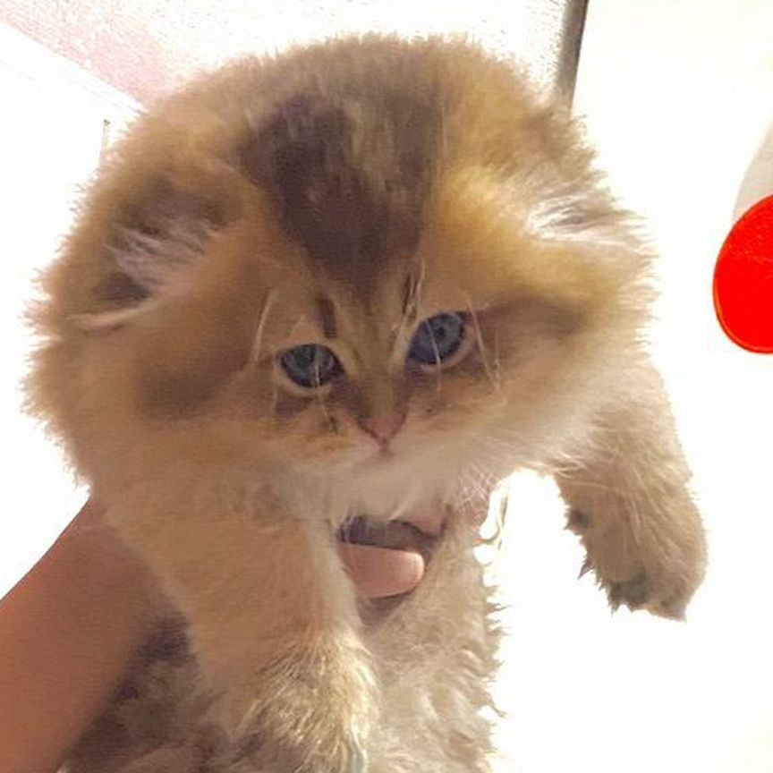 Шотландский котенок хайленд