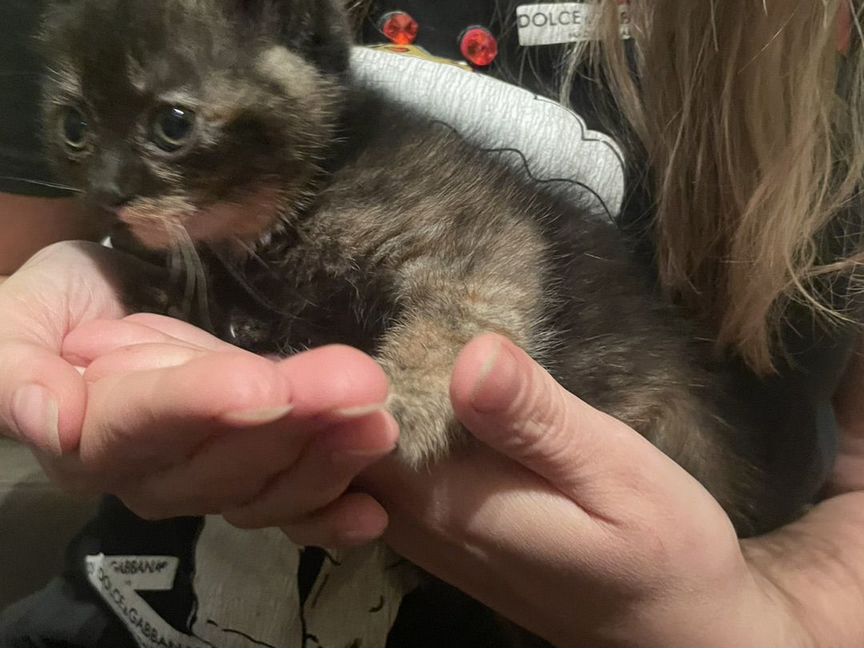 Котёнок девочка очень любит играть)