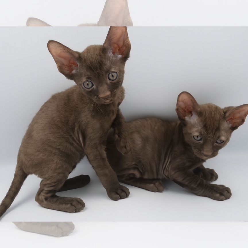 Корниш-рекс котёнок