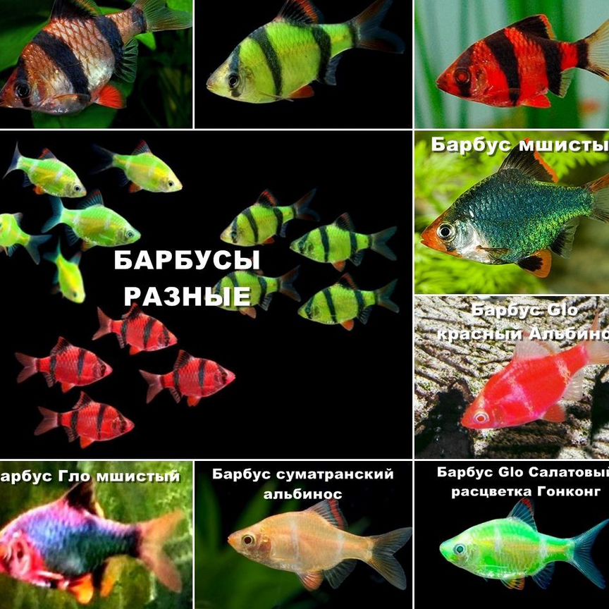 Барбус суматранский глофиш