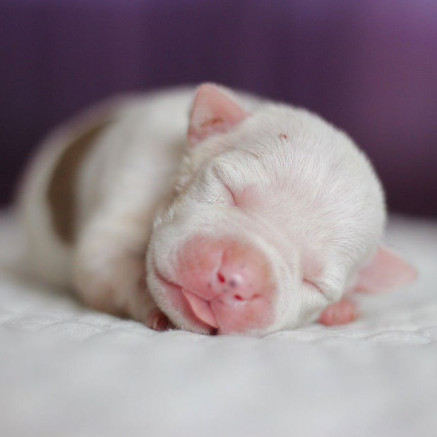 Щенки стафф терьера