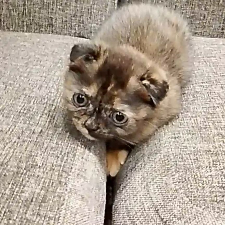 Шотландские вислоухие котята