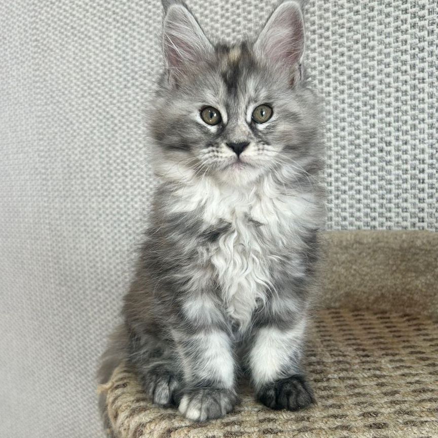 Мейн-кун котёнок