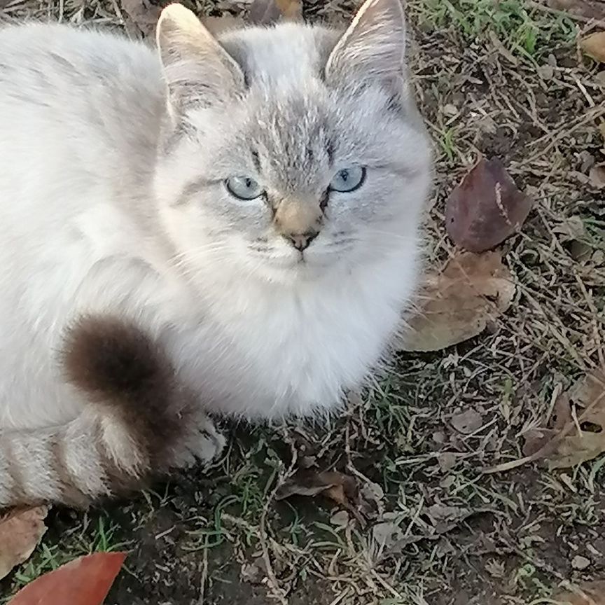 Ласковая кошечка 6 месяцев