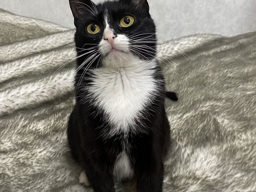 Кошка
