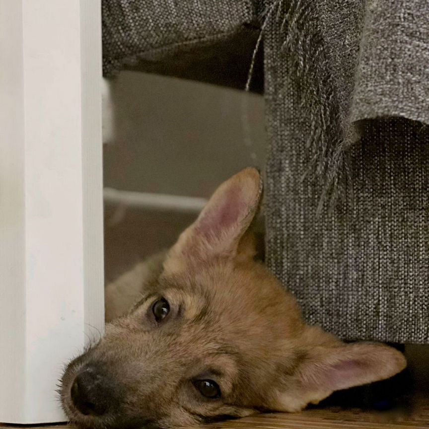 Щенок в добрые руки