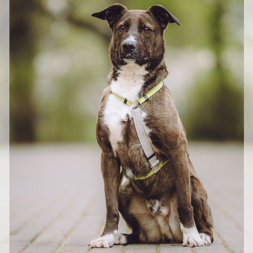 Взрослый пёс в добрые руки