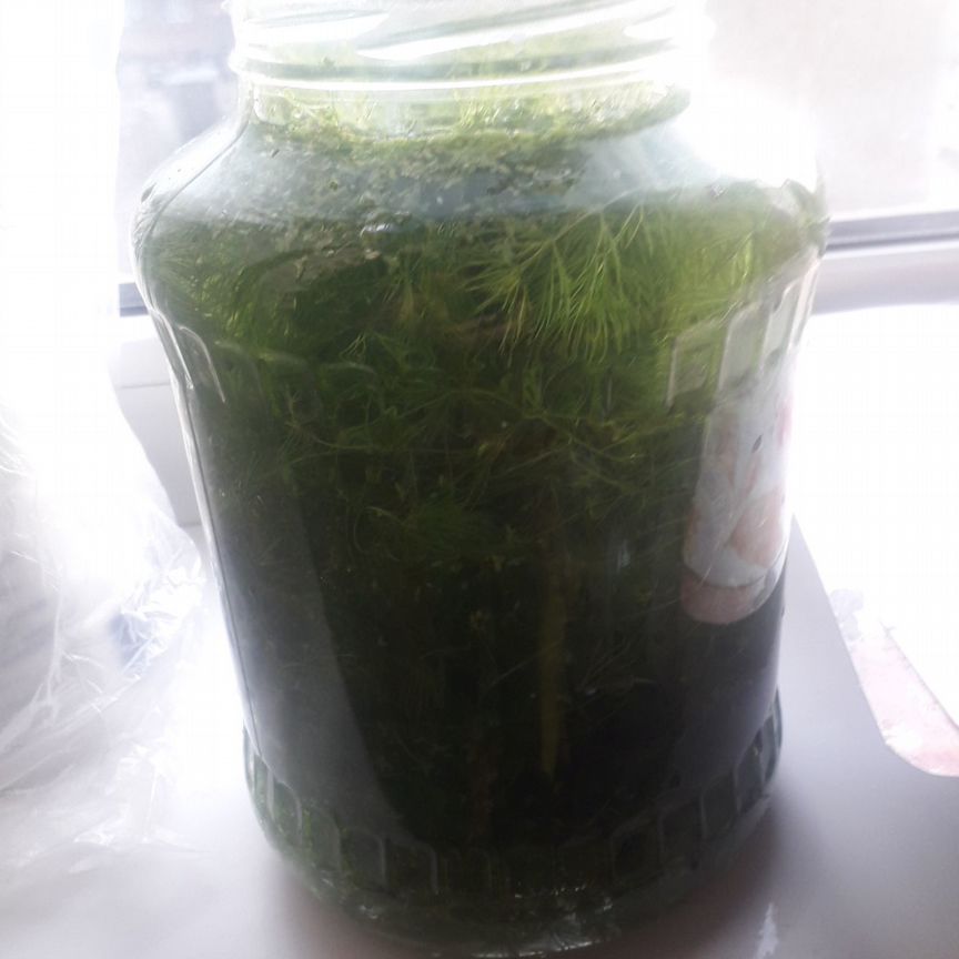 Роголистник в аквариум