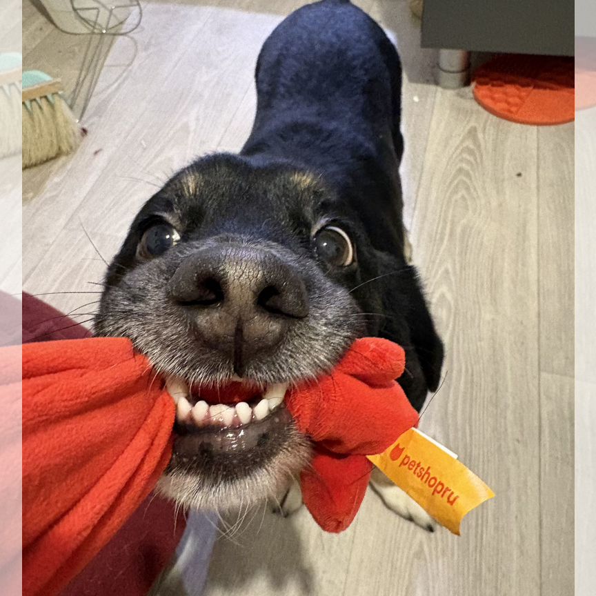 Взрослый пёс в добрые руки