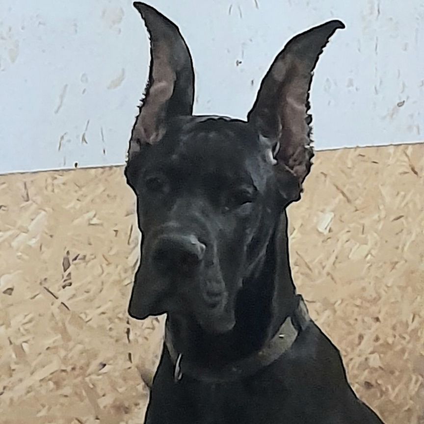 Щенок немецкого дога