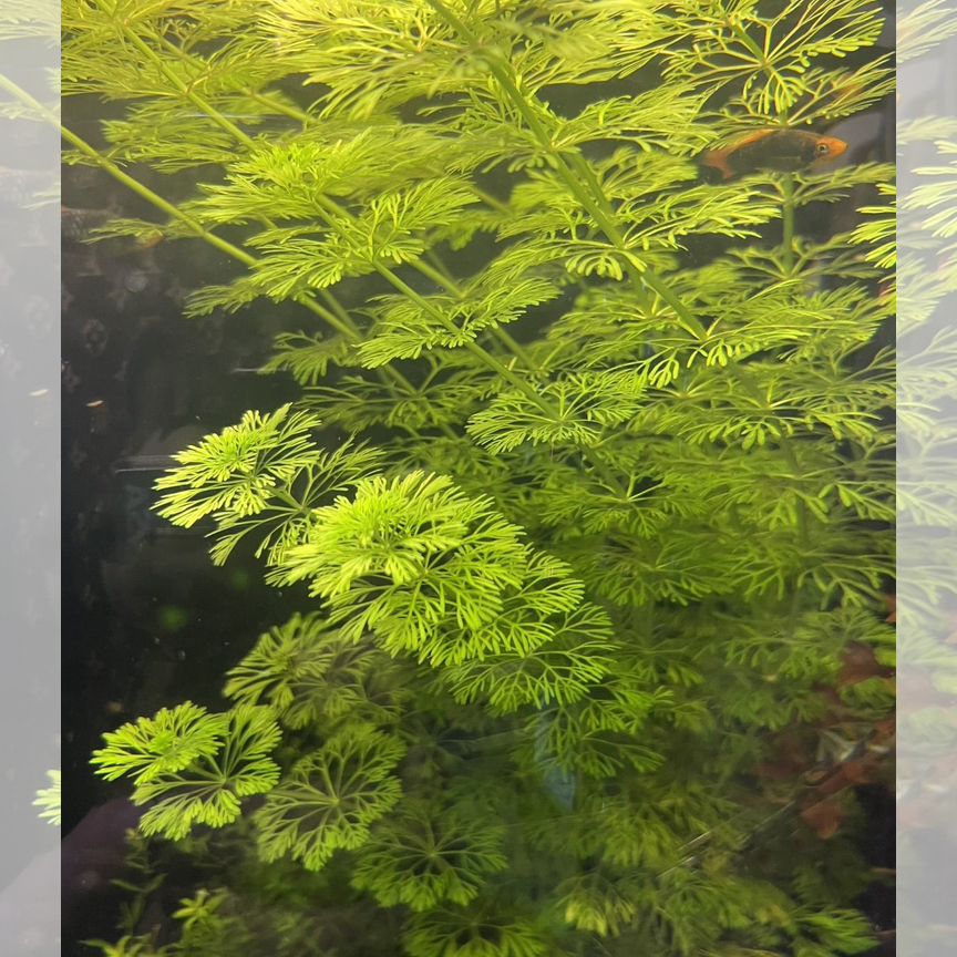 Аквариумные растения