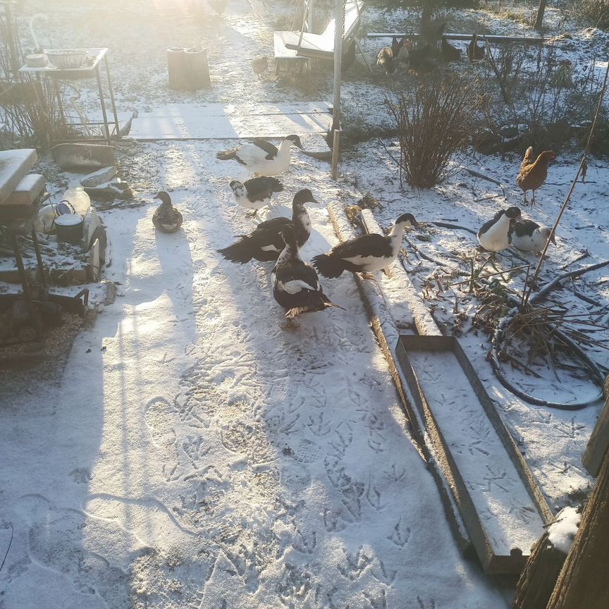 Петухи и мускусный селезень