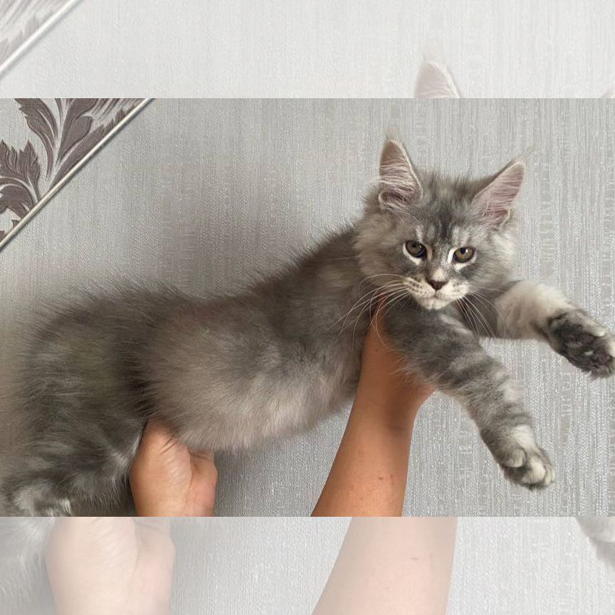 Котята мейн-кун