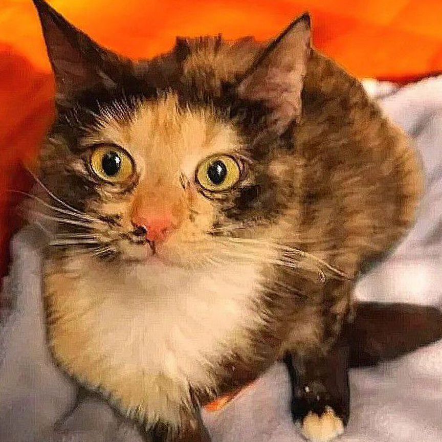 Взрослая, кошка в добрые руки