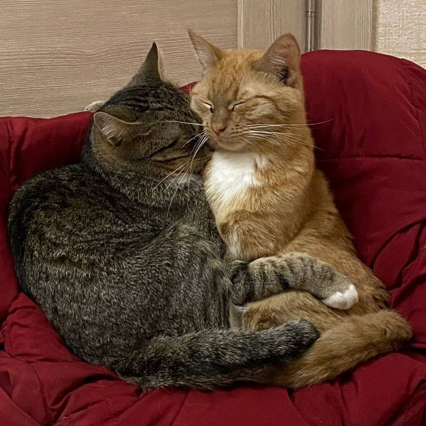 Коты