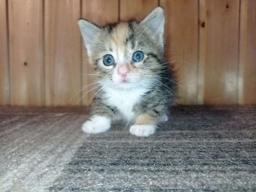 Спасённые с улицы котята ищут дом