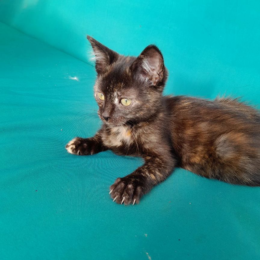 Котенок