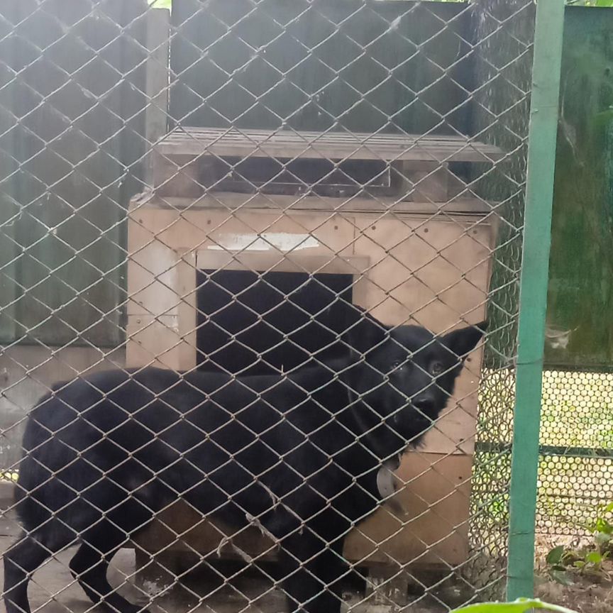 Продам немецкую овчарку