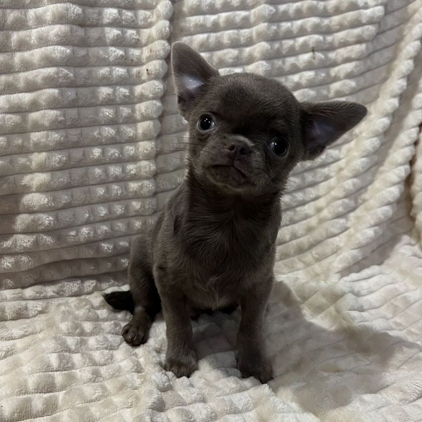 Чихуахуа, щенок