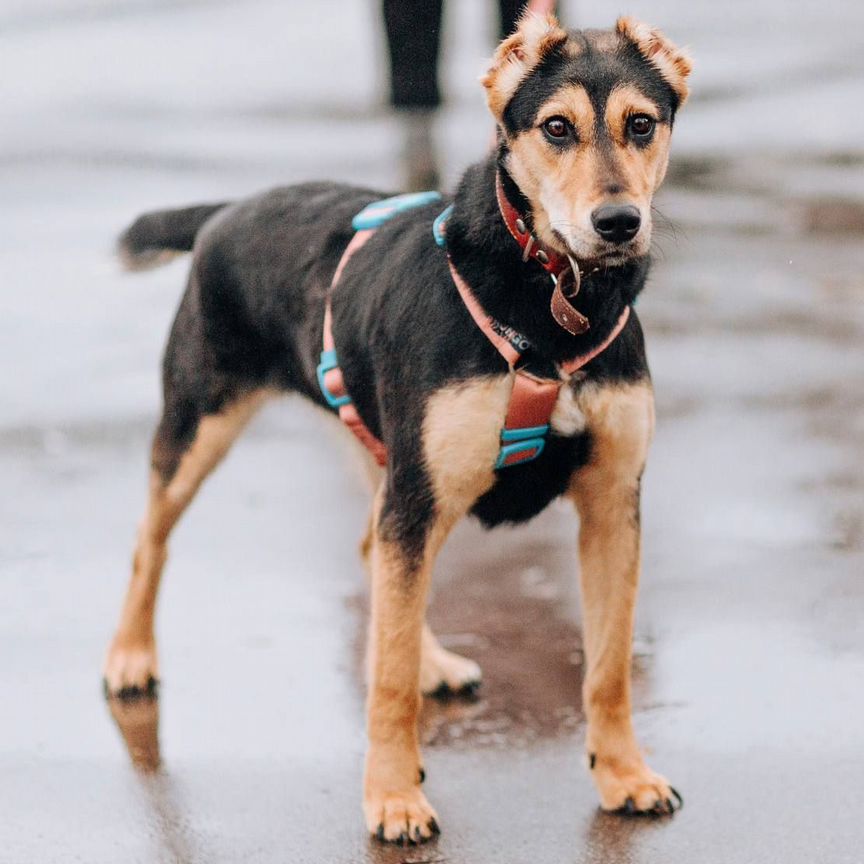 Взрослая собака в добрые руки