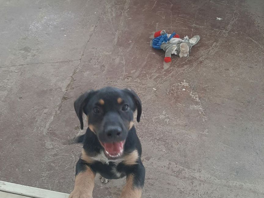 Смесь овчарки и дворняжки