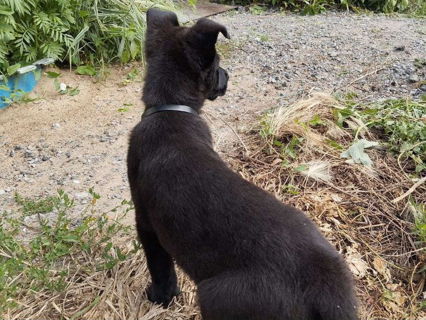 Настоящий немец