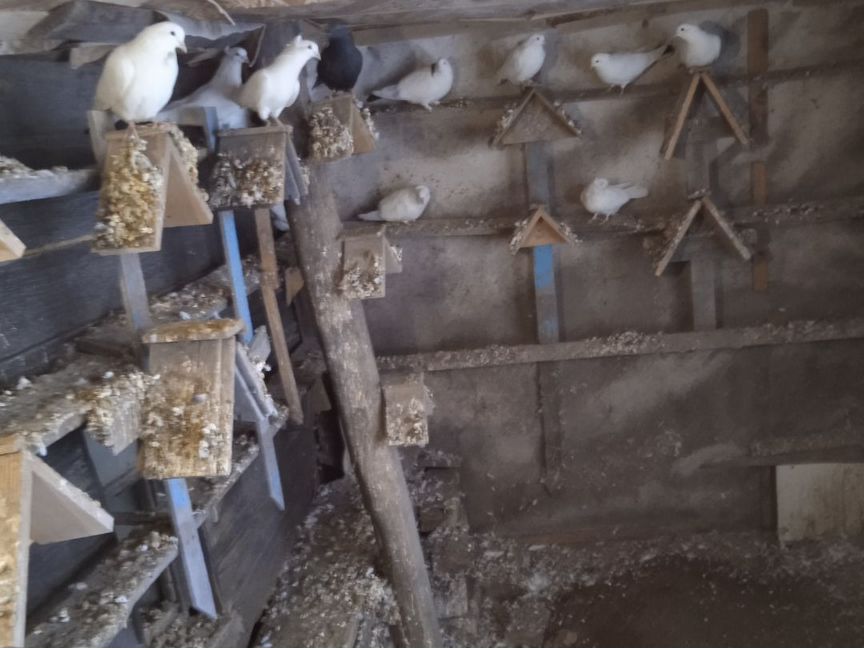 Бакинские голуби