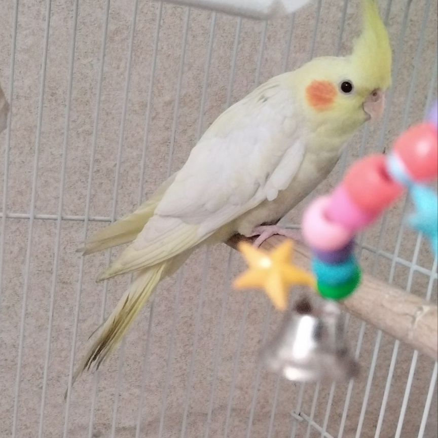 Попугай корелла птенец